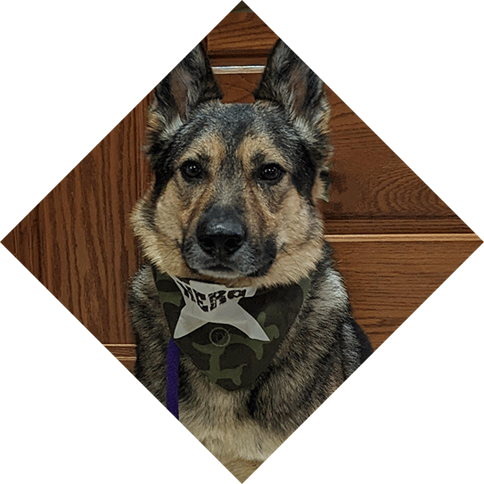 Helping Military Working Dogs (MWDs) K9s transition to civilian life ...